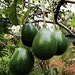 Donnie Avocado Tree , Grafted in 3 Gallon Pot, No Ship to HI - Etsy