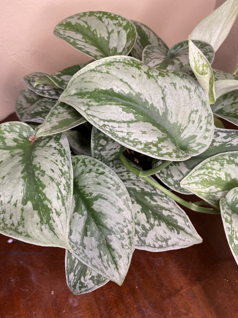Silver Satin Pothos 'Exotica' Live Plant in 6 | Etsy