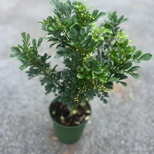 Chinese Perfume Tree, Chinese Rice Flower, in 4", 6" and 10" Pot Aglaia ...