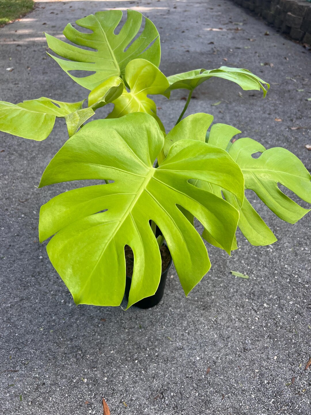 Monstera Deliciosa Lemon Lime in 6" Pot | Rare Tropical Houseplant ...