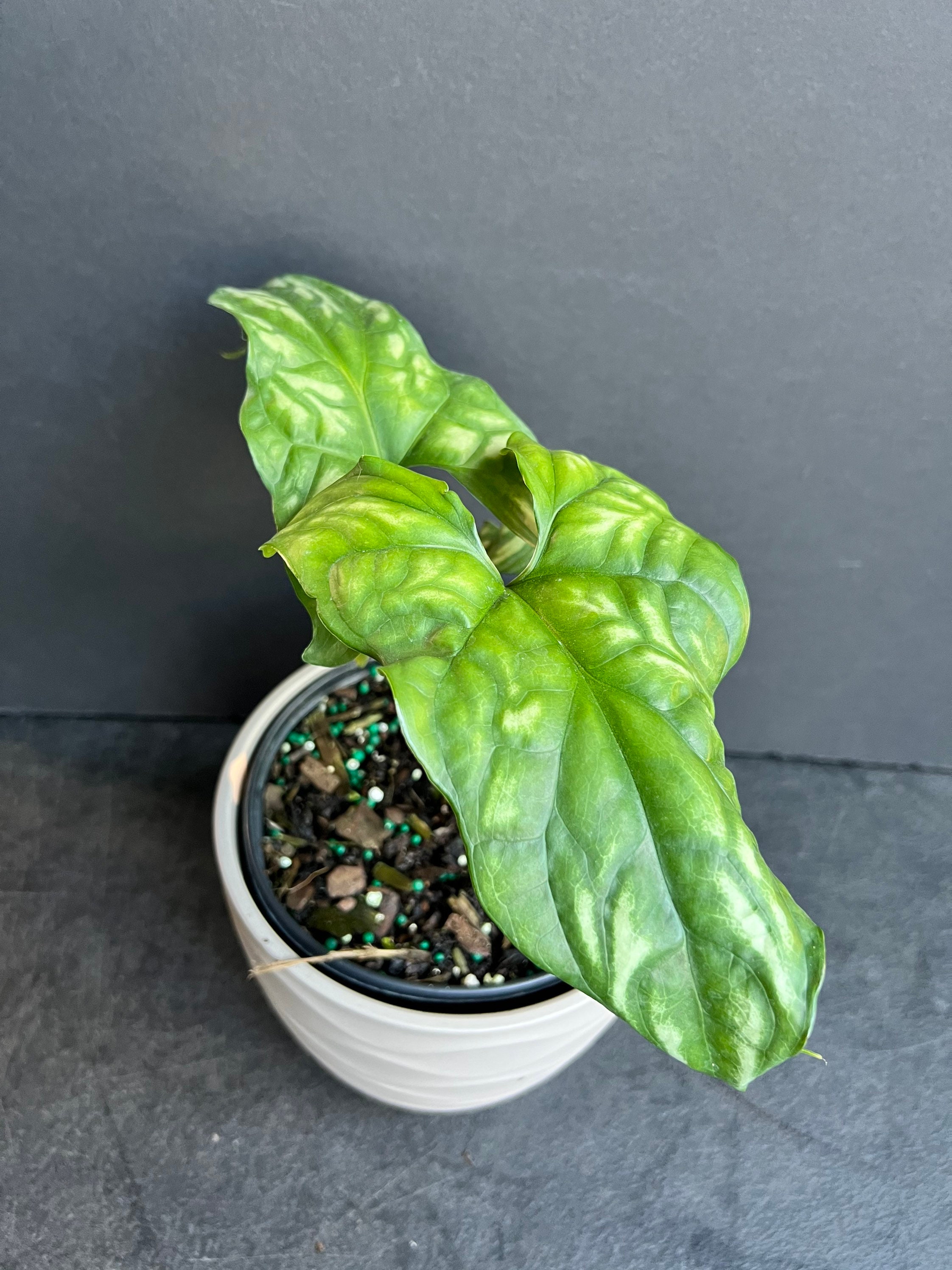 Cercestis Mirabilis in 6 Pot - Etsy