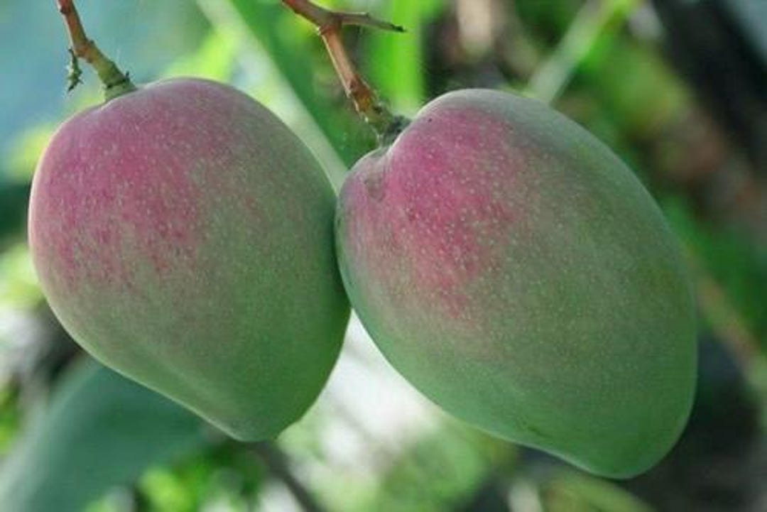 Grafted, Keitt Mango Tree. Grafted in 1/2 Gallon Pot, Dwarf Mango, Live ...