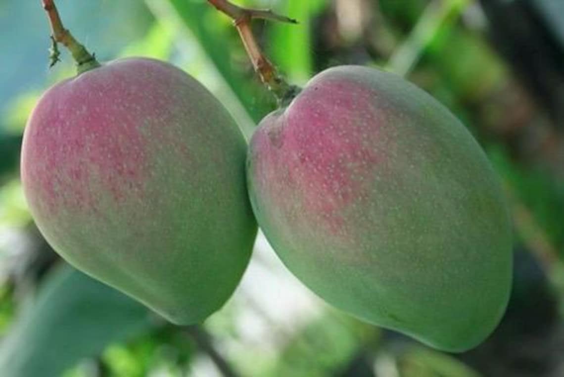 Grafted, Keitt Mango Tree. Grafted in 1/2 Gallon Pot, Dwarf Mango, Live ...
