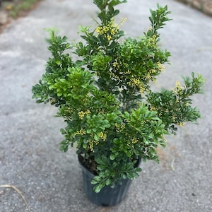 Chinese Perfume Tree, Chinese Rice Flower, in 4", 6" and 10" Pot Aglaia ...