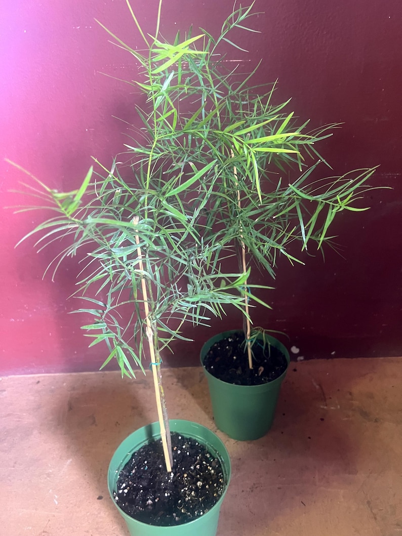 Podocarpus Gracilior in 6" Pot. African Fern Pine" - Etsy