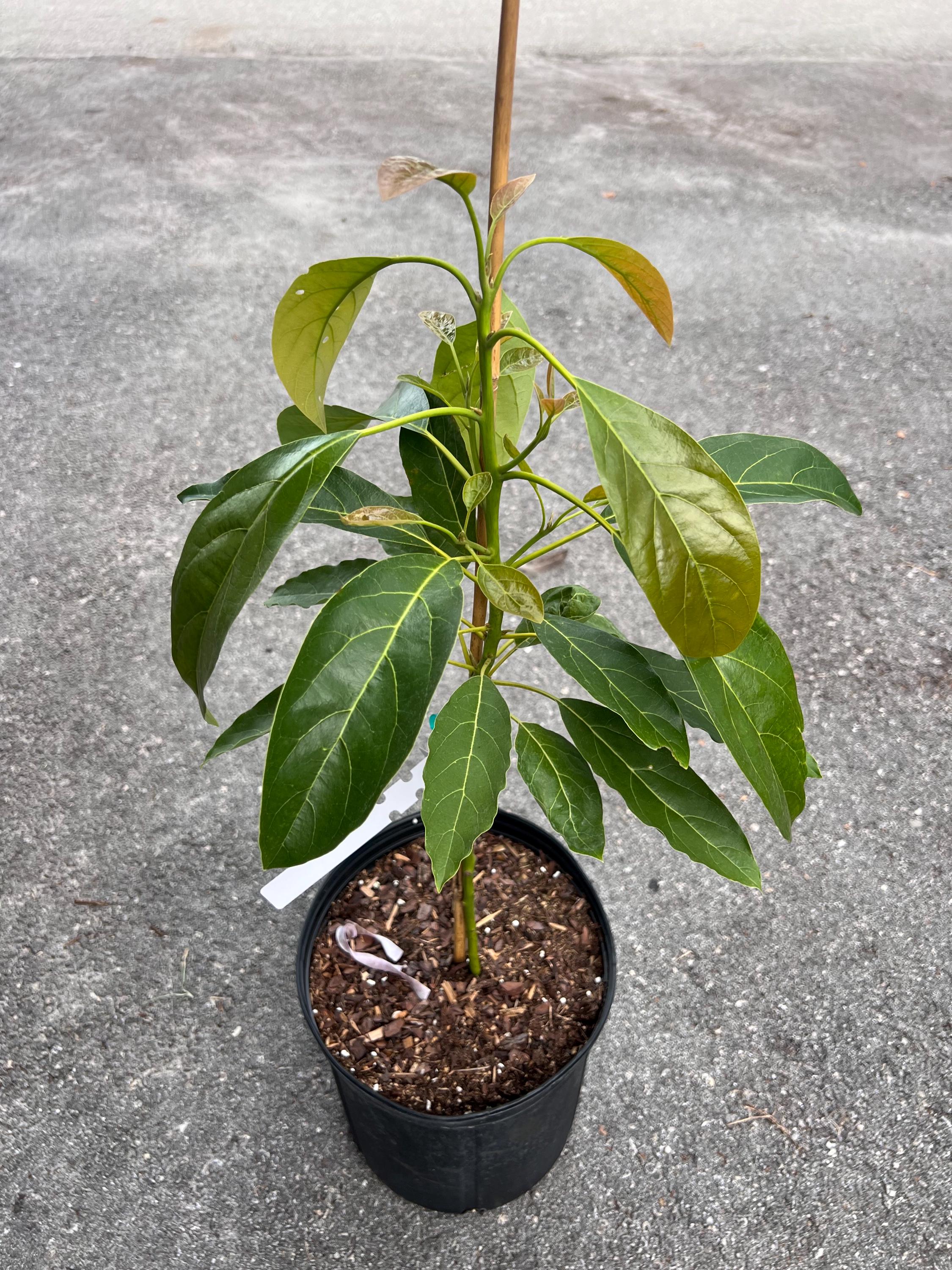 Marcus Pumpkin Avocado Tree , “cold Hardy” Grafted in 3 Gallons Pot, No ...
