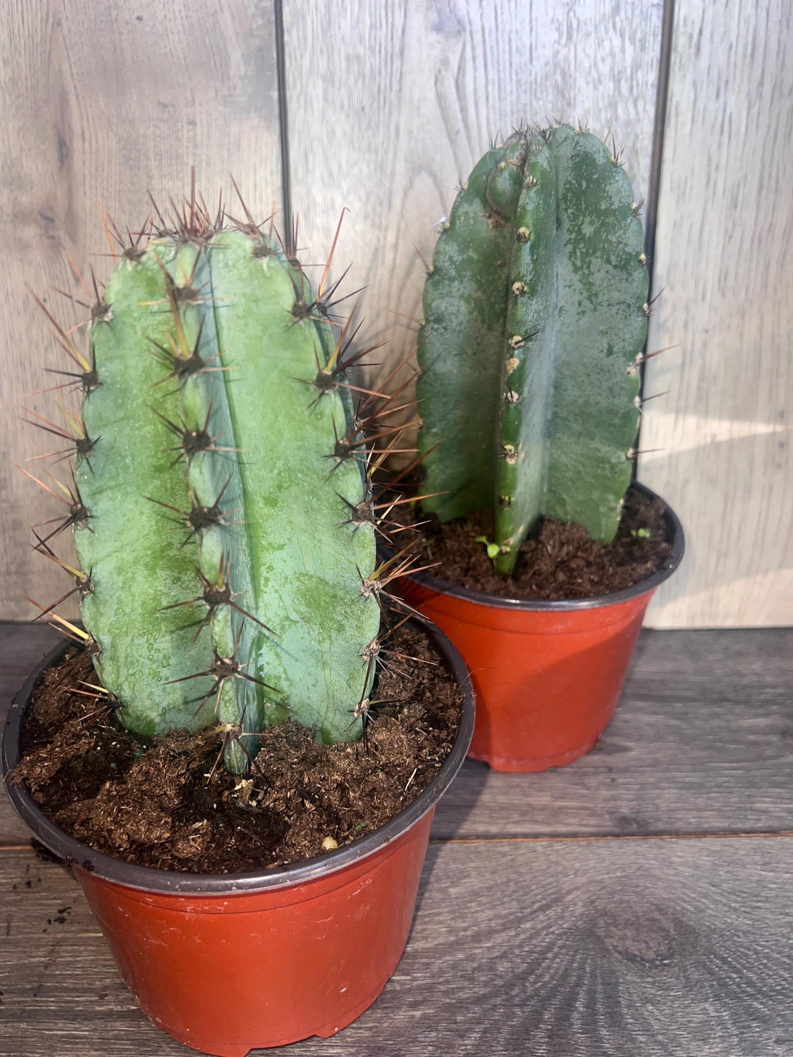 Cereus Peruvianus Cactus in 6" Pot, Giant Peruvian Apple Cactus - Etsy