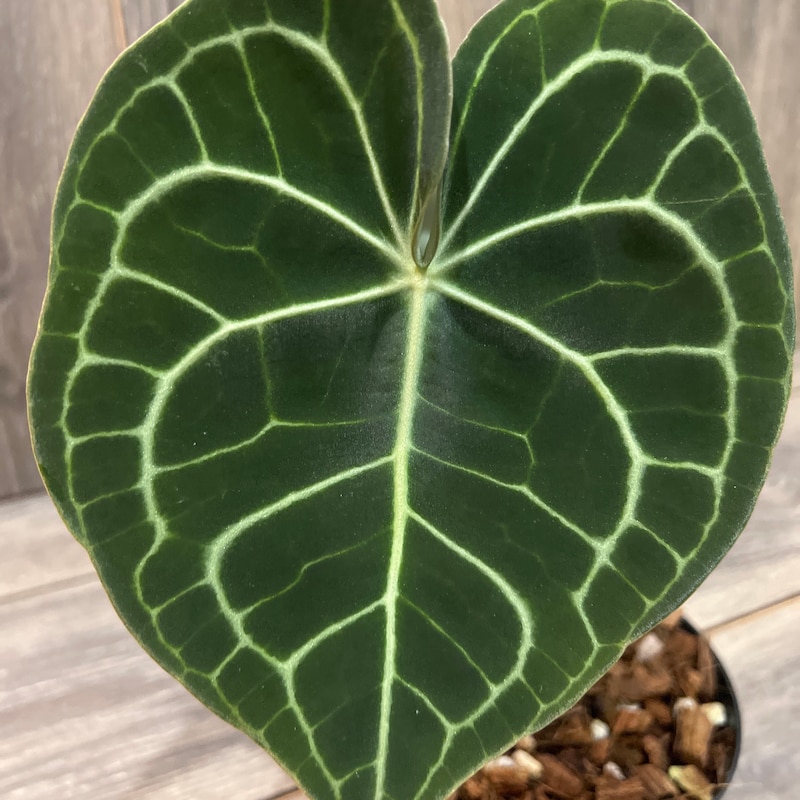 Anthurium - Etsy