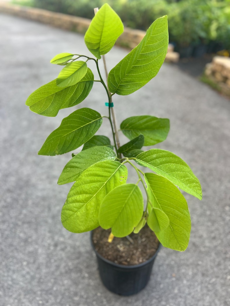 Atemoya Lisa, in 3 Gallons Pot, Grafted, Annona Hybrids - Etsy