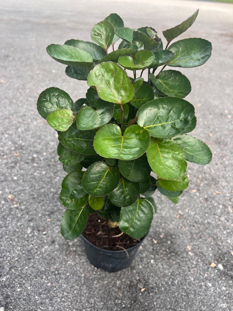 Aralia Fabian Stump 6" Pot - Etsy