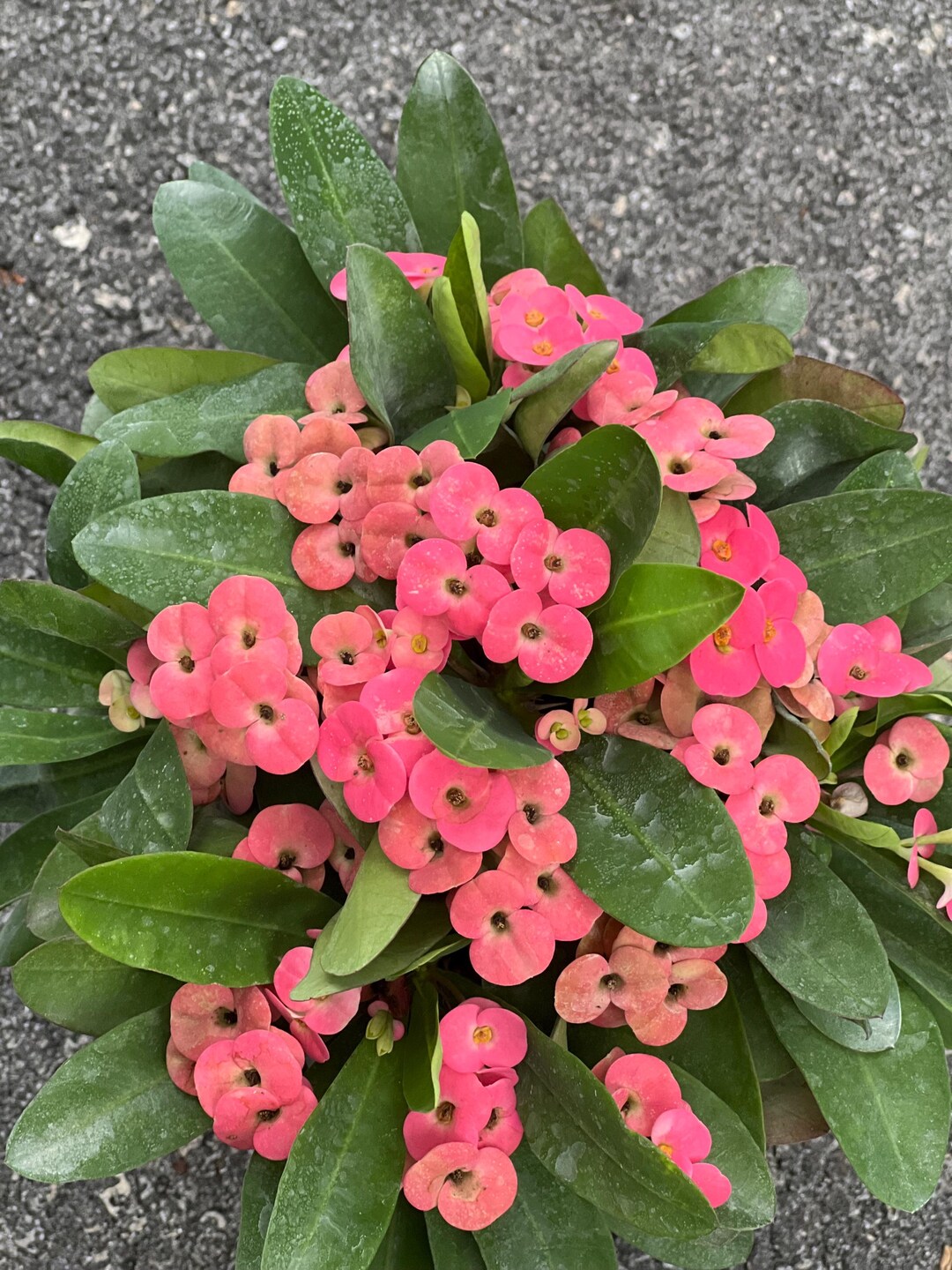 Crown of Thorns, Pink in 6" Pot, Euphorbia Milii - Etsy