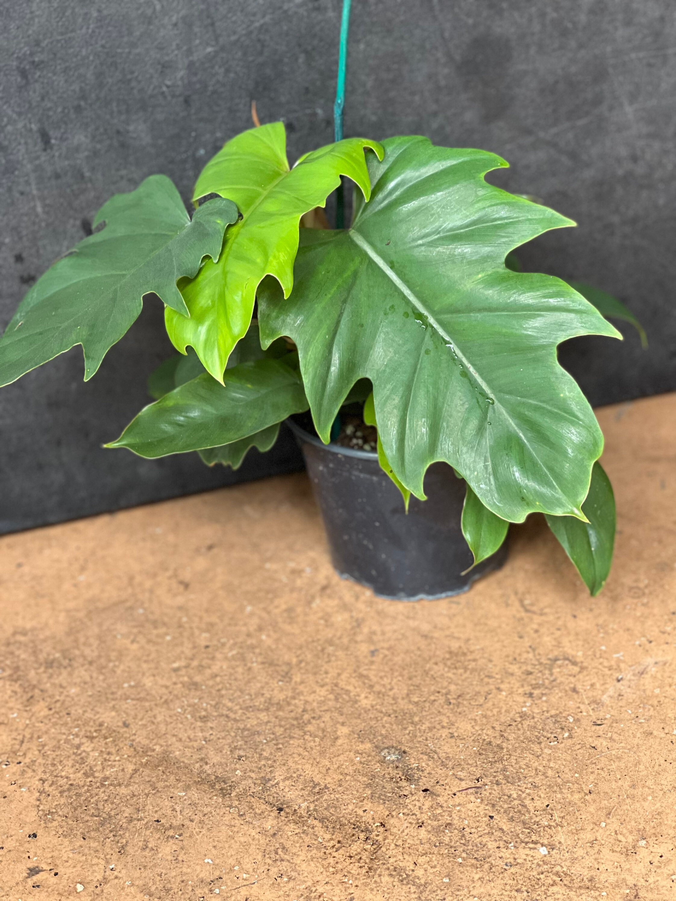 Philodendron Mayoi in 6 Pot - Etsy