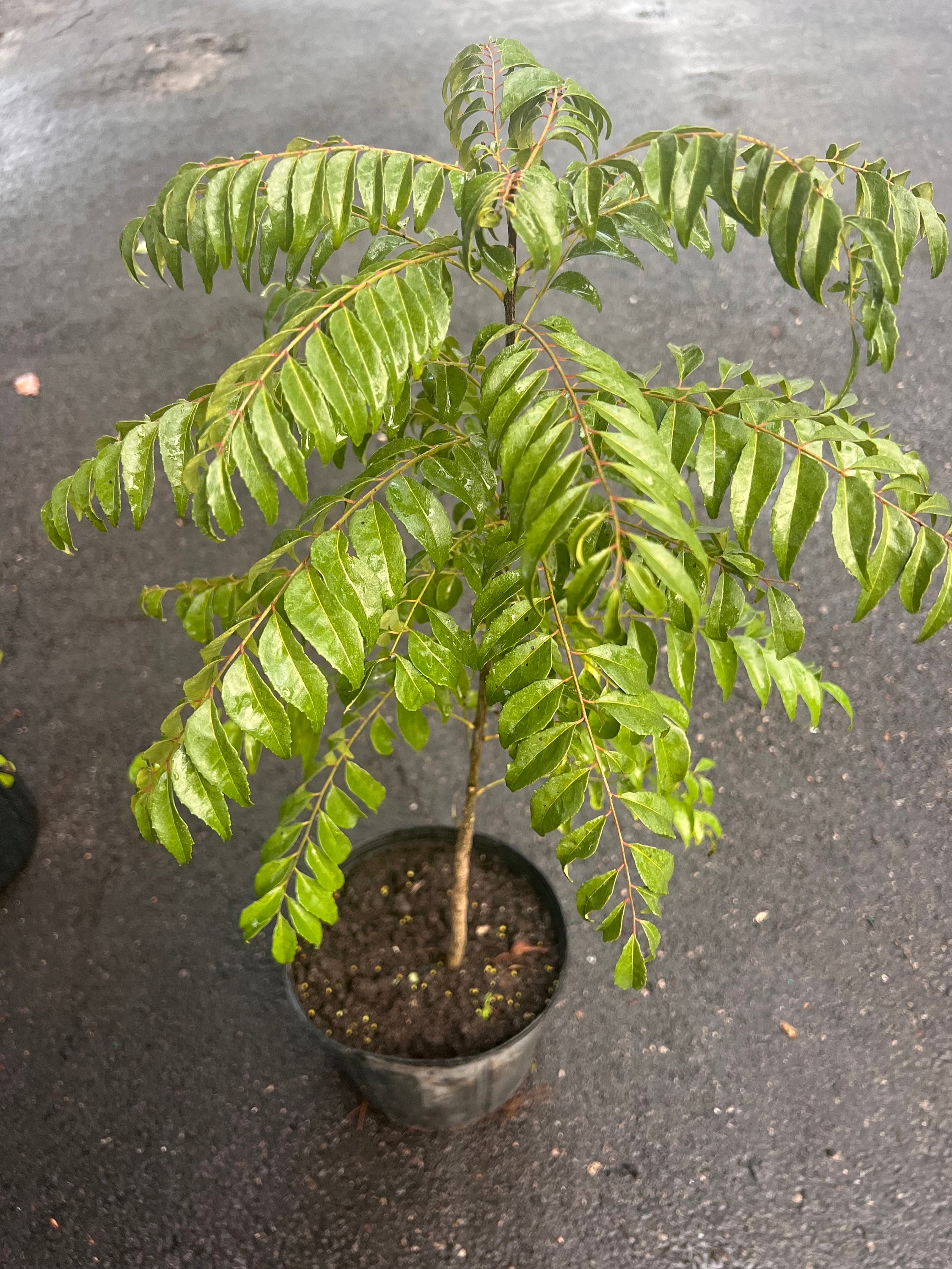 Curry Leaf Plant, Murraya Koenigii in 10" Pot. No Ship to Ca Tx Az AL ...