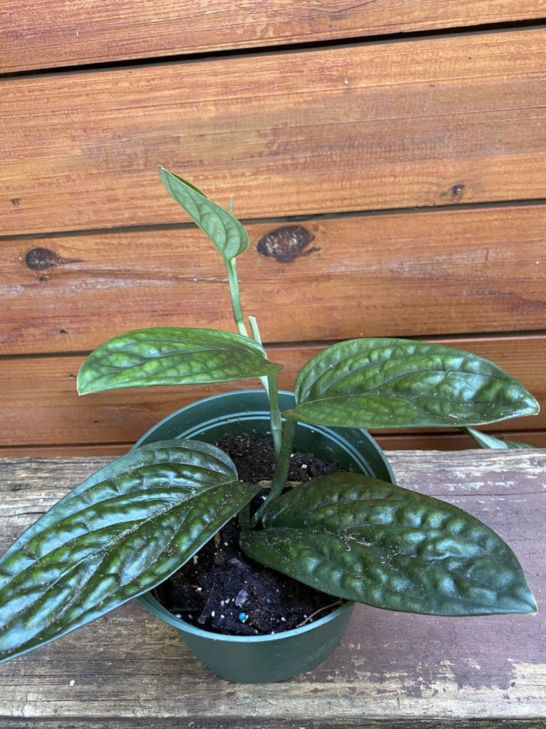 Monstera Peru in 6 Pot Rare Plant House Plant - Etsy