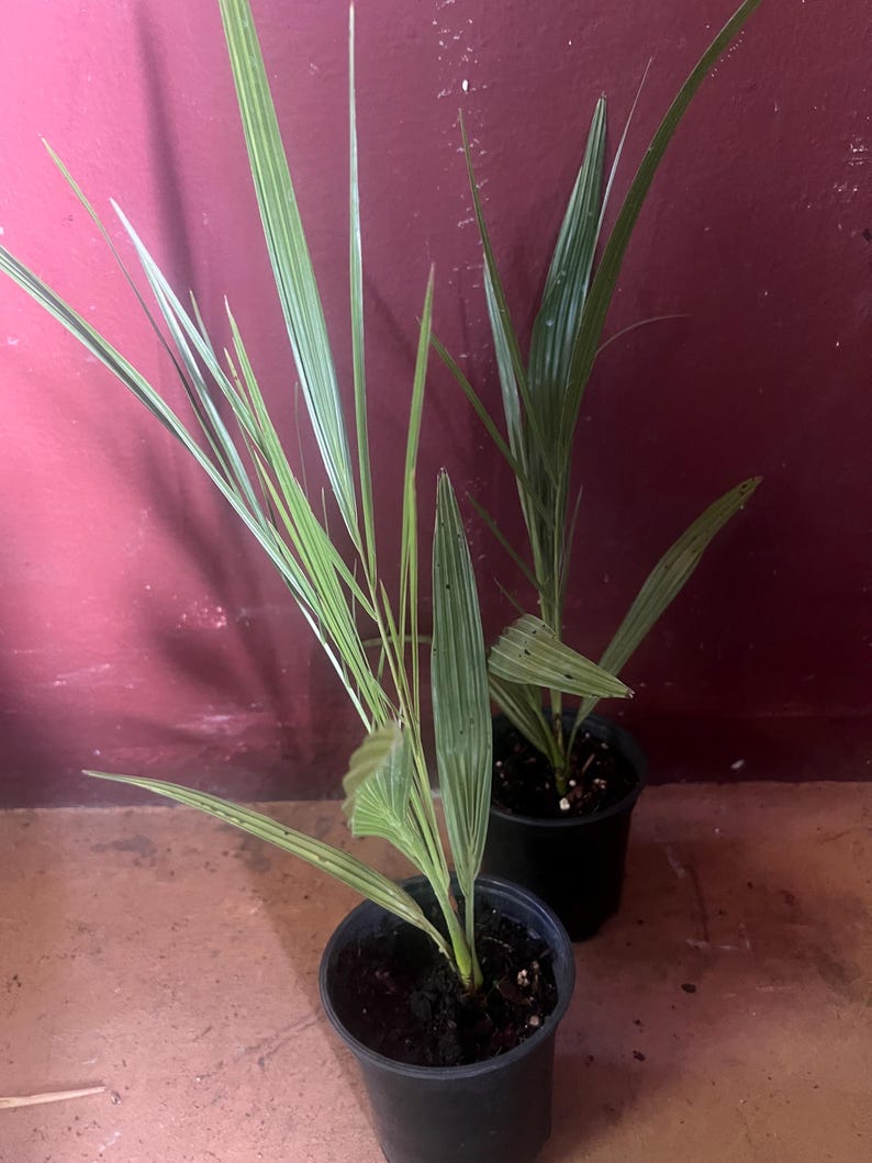 The Canary Palm in 4" Pot, Phoenix Canariensis - Etsy