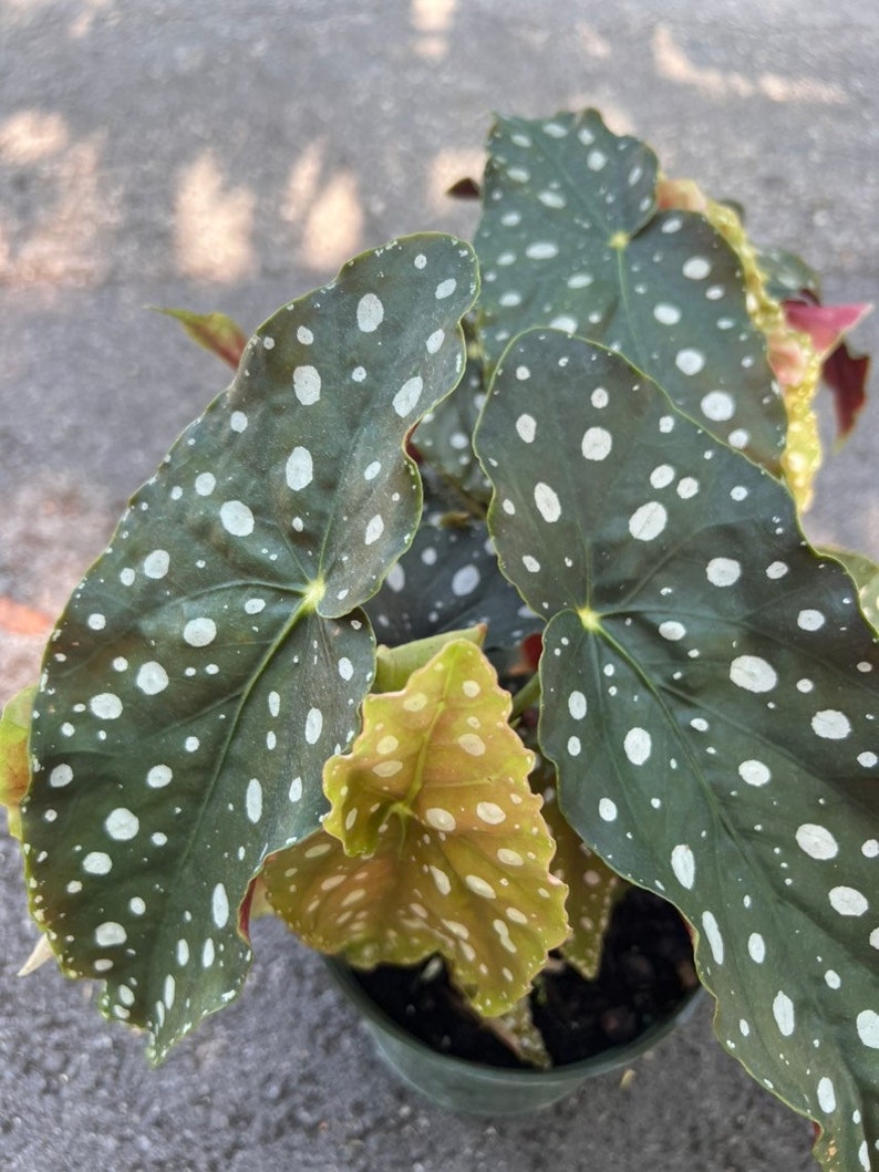 Begonia Maculata in 6" Pot, Polka Dot Plant - Etsy