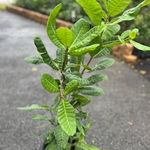 Large, Yellow Cashew Plant in 10" Pot, Jambu Monyet - Etsy
