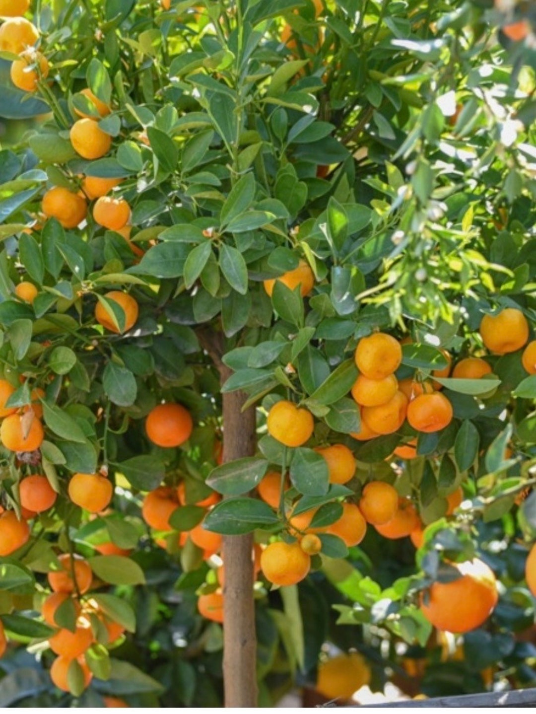 Calamondin , Calamansi , Tree in 1/2 Gallon Pot Tac Chua, Grafted ...