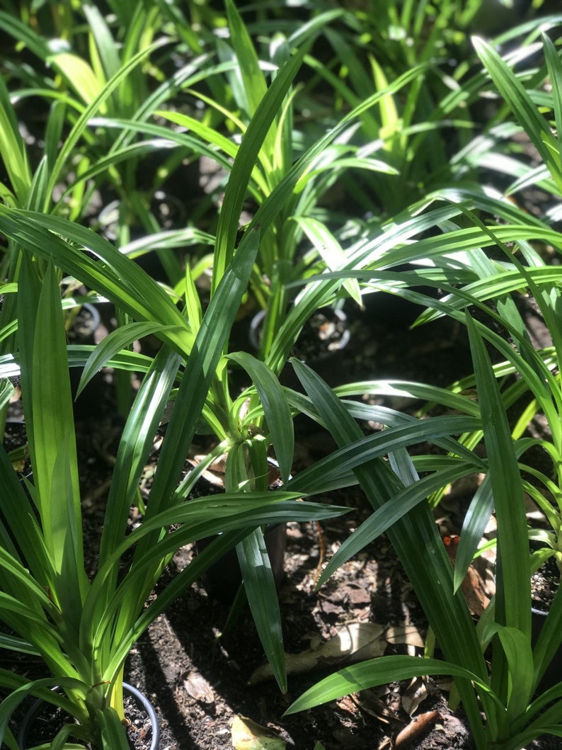 ONE Pandan Plant, Pandanus, Pandan in 4" Pot - Etsy