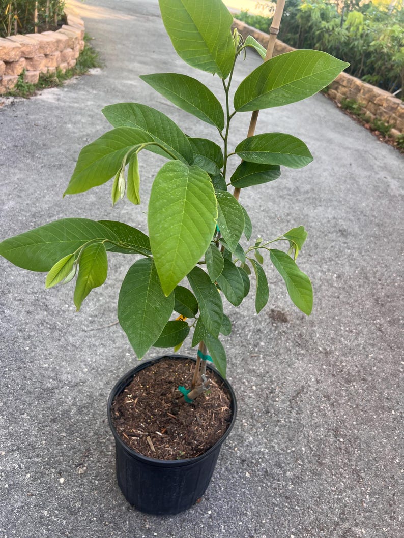 Atemoya Gefner, in 3 Gallons Pot, Grafted, Annona Hybrids - Etsy