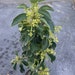 Donnie Avocado Tree , Grafted in 3 Gallon Pot, No Ship to HI - Etsy
