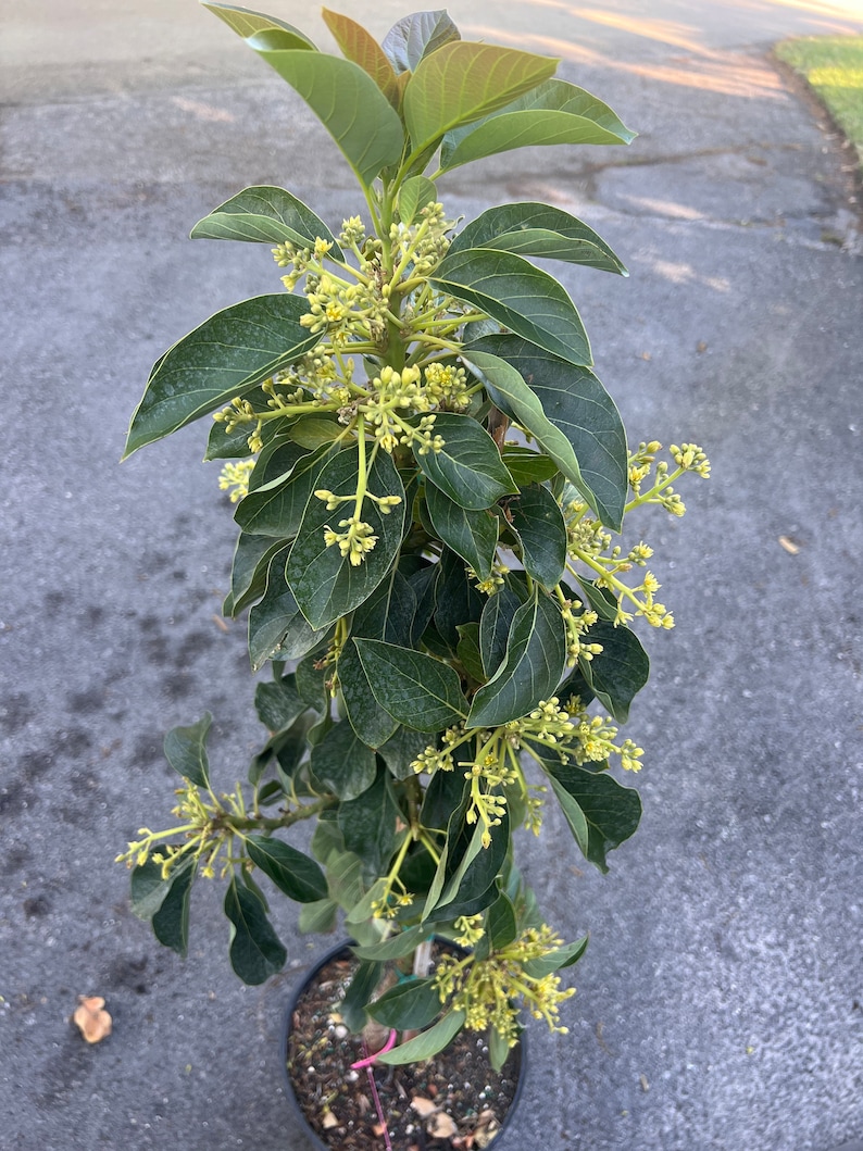 Donnie Avocado Tree , Grafted in 3 Gallon Pot, No Ship to HI - Etsy