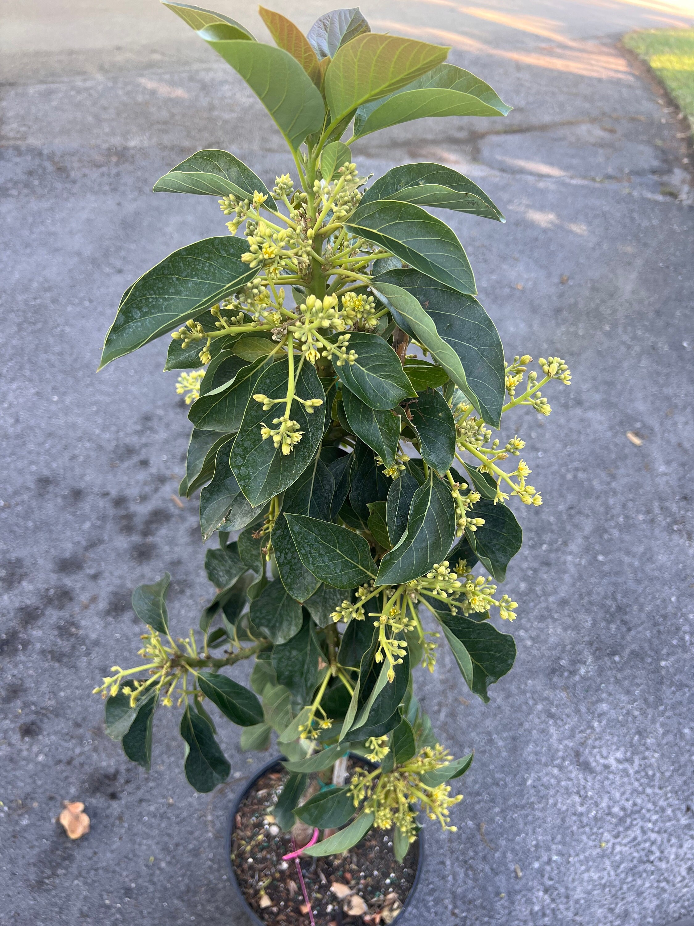Donnie Avocado Tree , Grafted in 3 Gallon Pot, No Ship to HI - Etsy