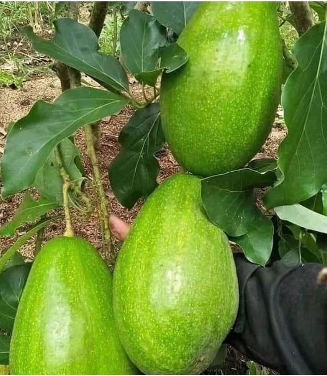 Donnie Avocado Tree , Grafted in 6" Pot - Etsy