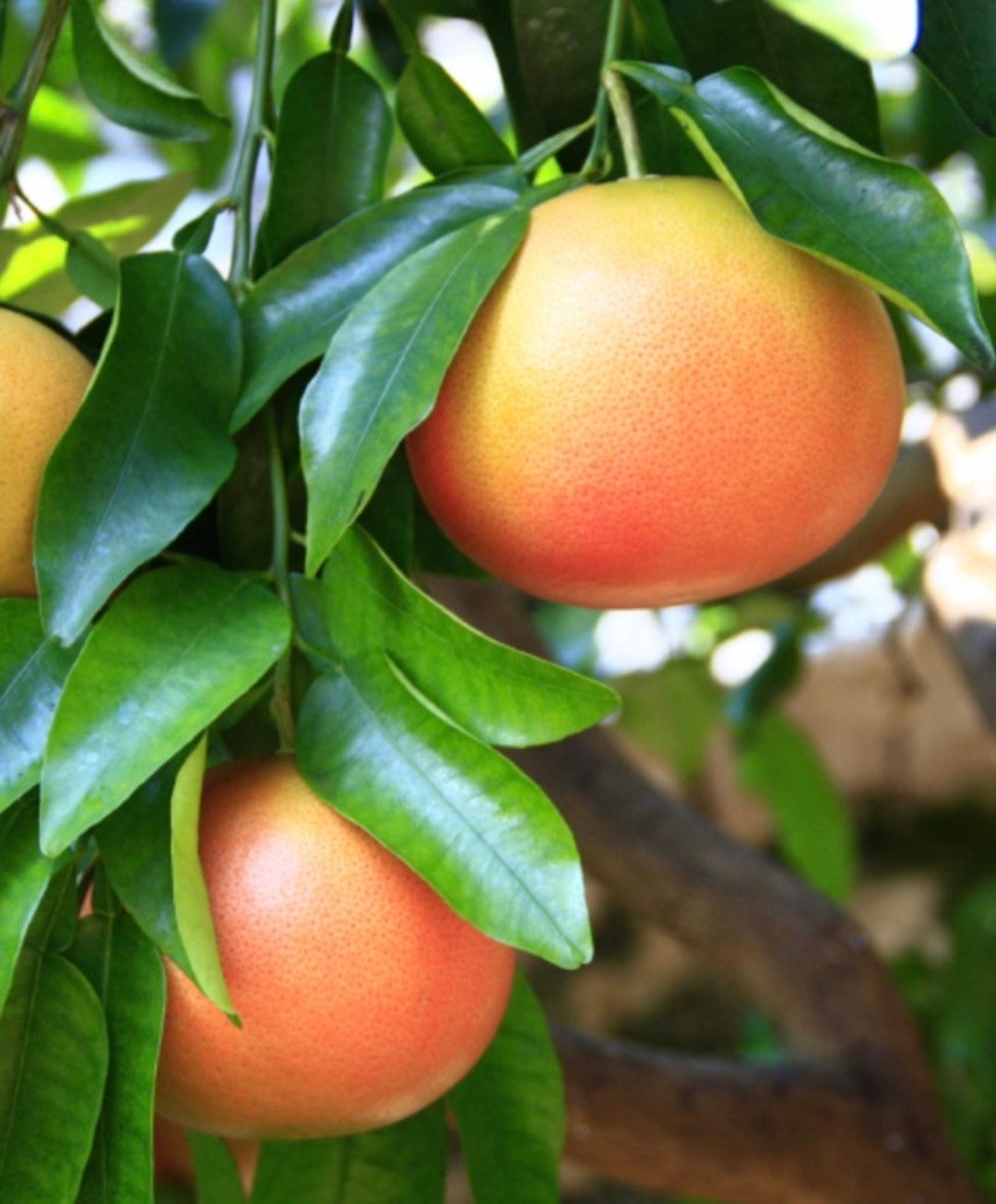 Star Ruby Grapefruit in 1/2 Gal Pot, Grafted, Florida Shipping Only - Etsy