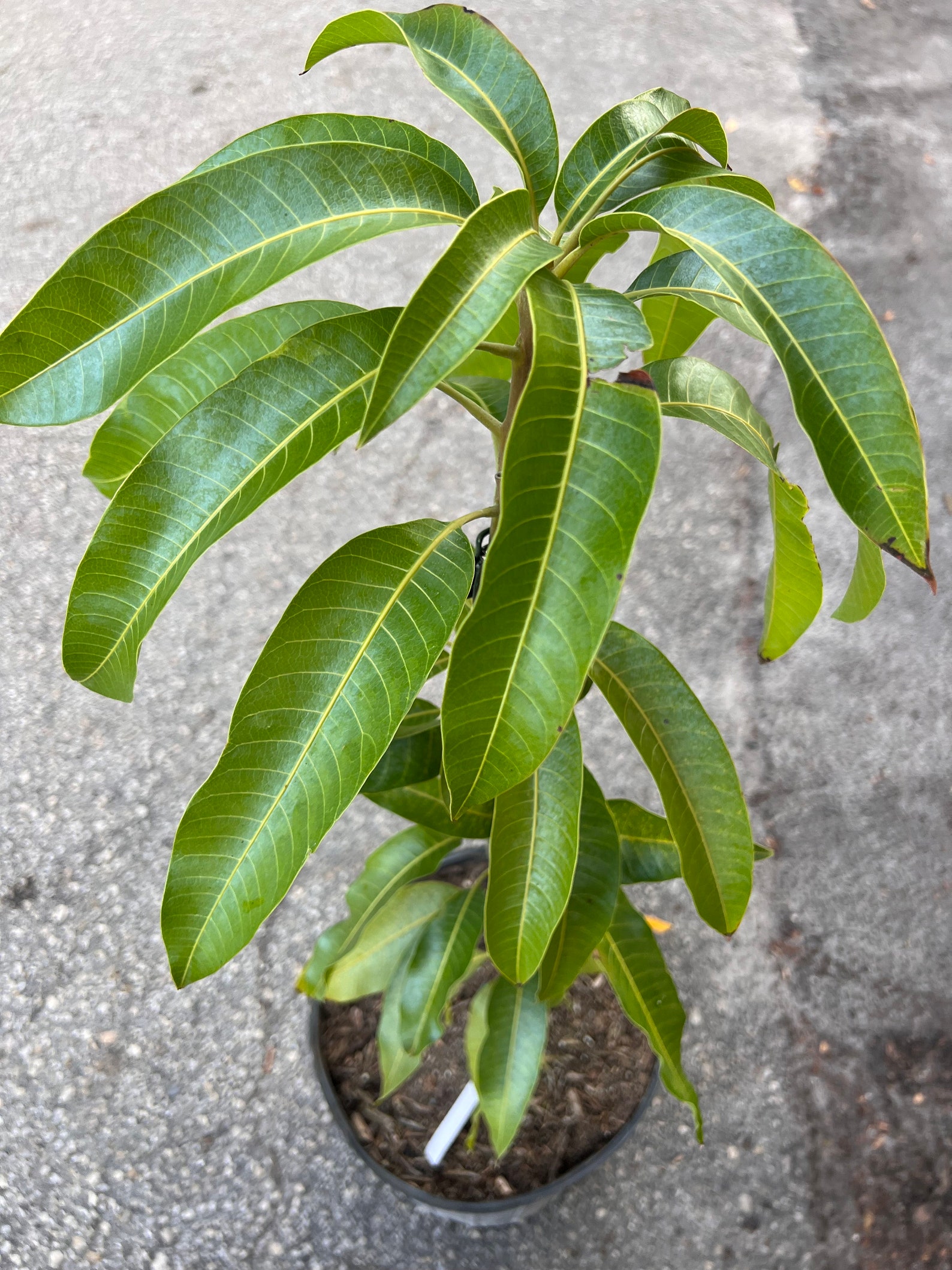 Sugar Loaf Mango Tree. Grafted in 3 Gallons Pot - Etsy