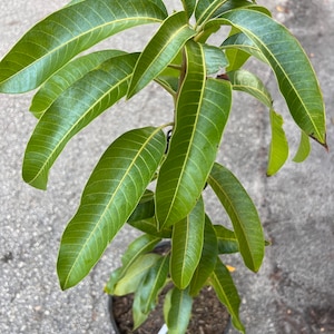 Sugar Loaf Mango Tree. Grafted in 3 Gallons Pot - Etsy