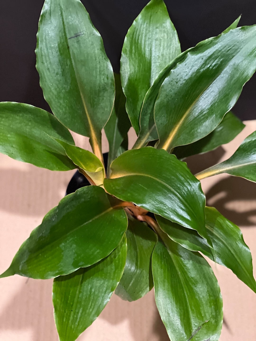 Chlorophytum 'mandarin Orange' in 6" Pot, Mandarin Plant, Spider - Etsy