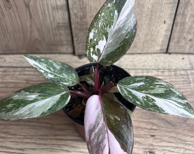 Philodendron Marble Galaxy Pink Princess Starter Plant ALL STARTER ...