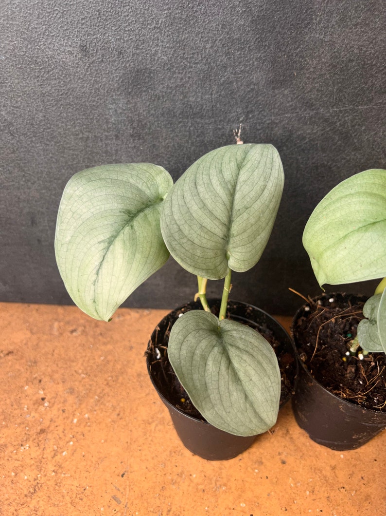 Scindapsus Silver Hero in 4 Pot - Etsy