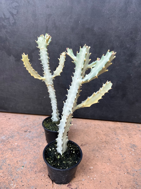 Euphorbia Lactea Variegata