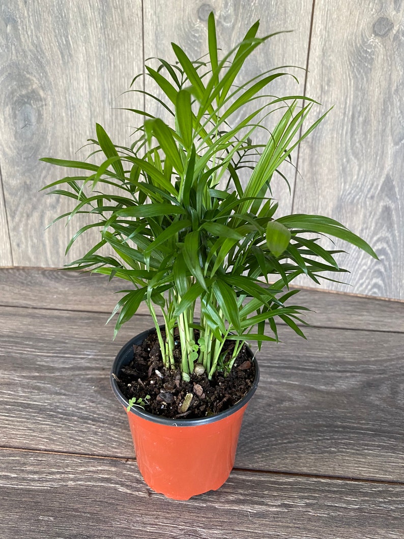 Neanthe Bella Palm in a 4 Pot Parlor Palm Chamaedorea - Etsy