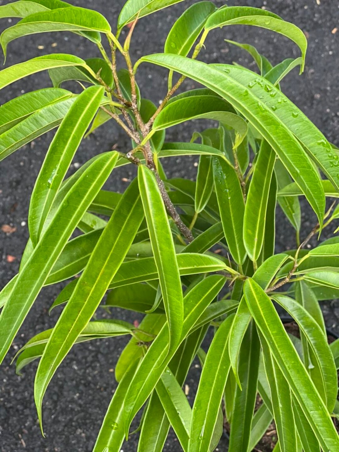 Ficus Alii Tree, Ficus Maclellandii in 6" Pot - Etsy
