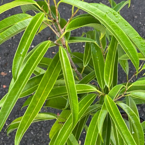 Ficus Triangularis Variegated - Etsy