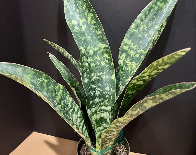 Sansevieria Trifasciata 'jaboa' Unrooted Cutting - Jaboa Snake One 10 ...