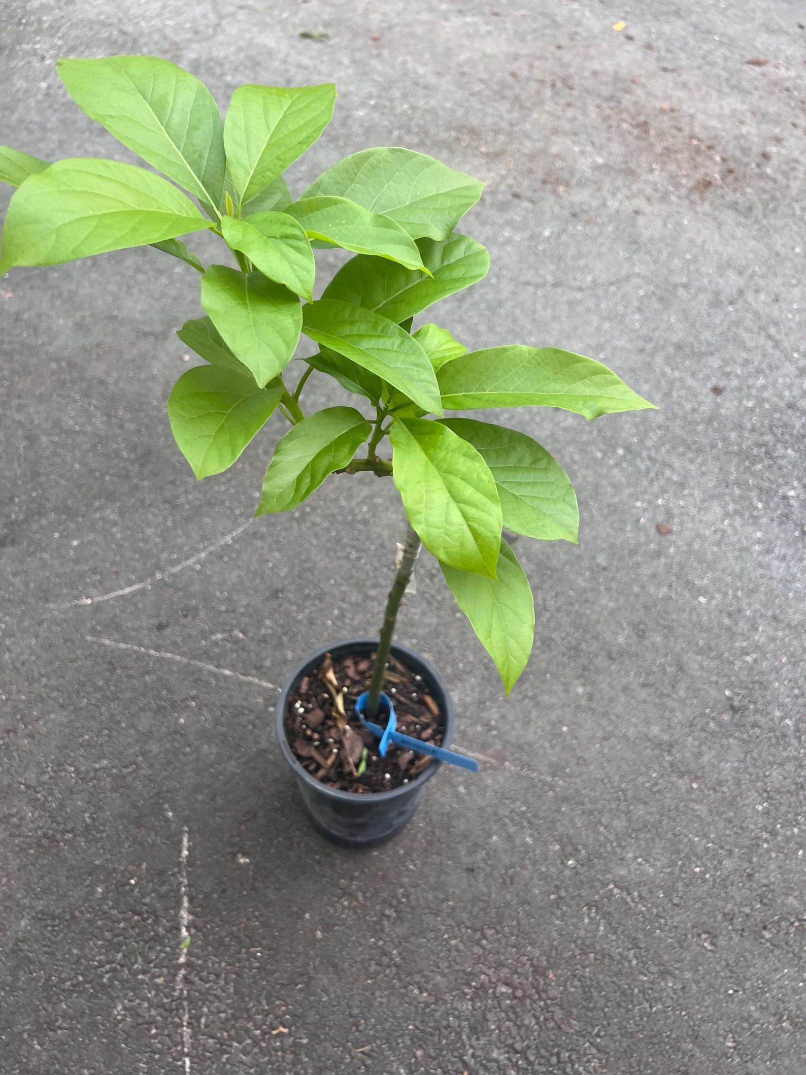 Donnie Avocado Tree , Grafted in 6" Pot - Etsy