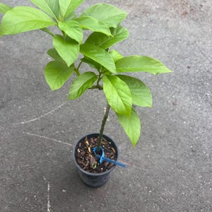 Donnie Avocado Tree , Grafted in 6" Pot - Etsy