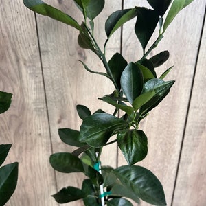 Grafted Shiranui Dekopon Mandarin Orange Tree in Half Gallon Pot ...