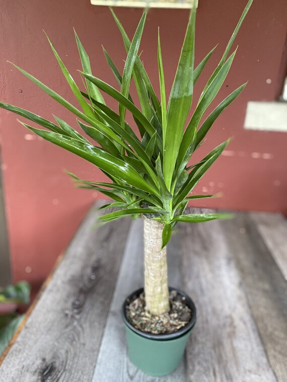 Yucca Plant Outdoor