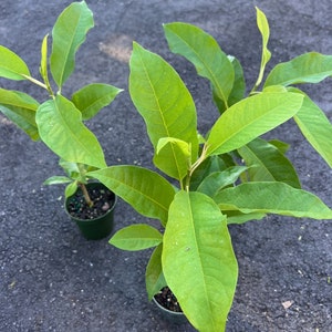 Yellow Flower, Magnolia Champaca, Michelia Champaca in 6" or 4" Pot ...