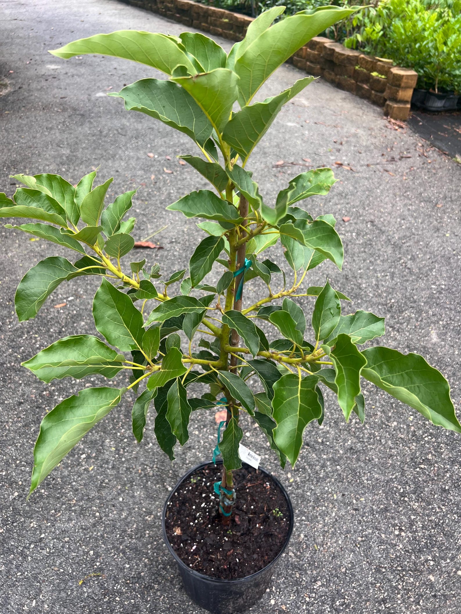 Monroe Avocado Tree , Cold Hardy , Grafted in 3 Gallons Pot, No Ship to ...