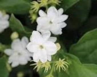 Jasmine Sambac Arabian Jasmine Pint Plant - Etsy