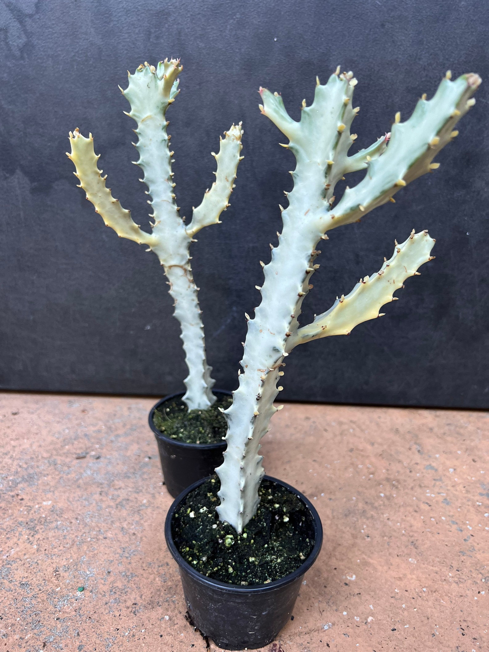 Ghost Cactus White Variegated Euphorbia Lactea Rare Cactus - Etsy