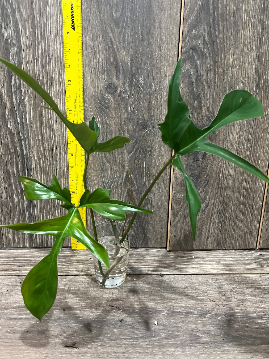 Philodendron Glad Hands Philodendron Florida Green. Cuttings - Etsy