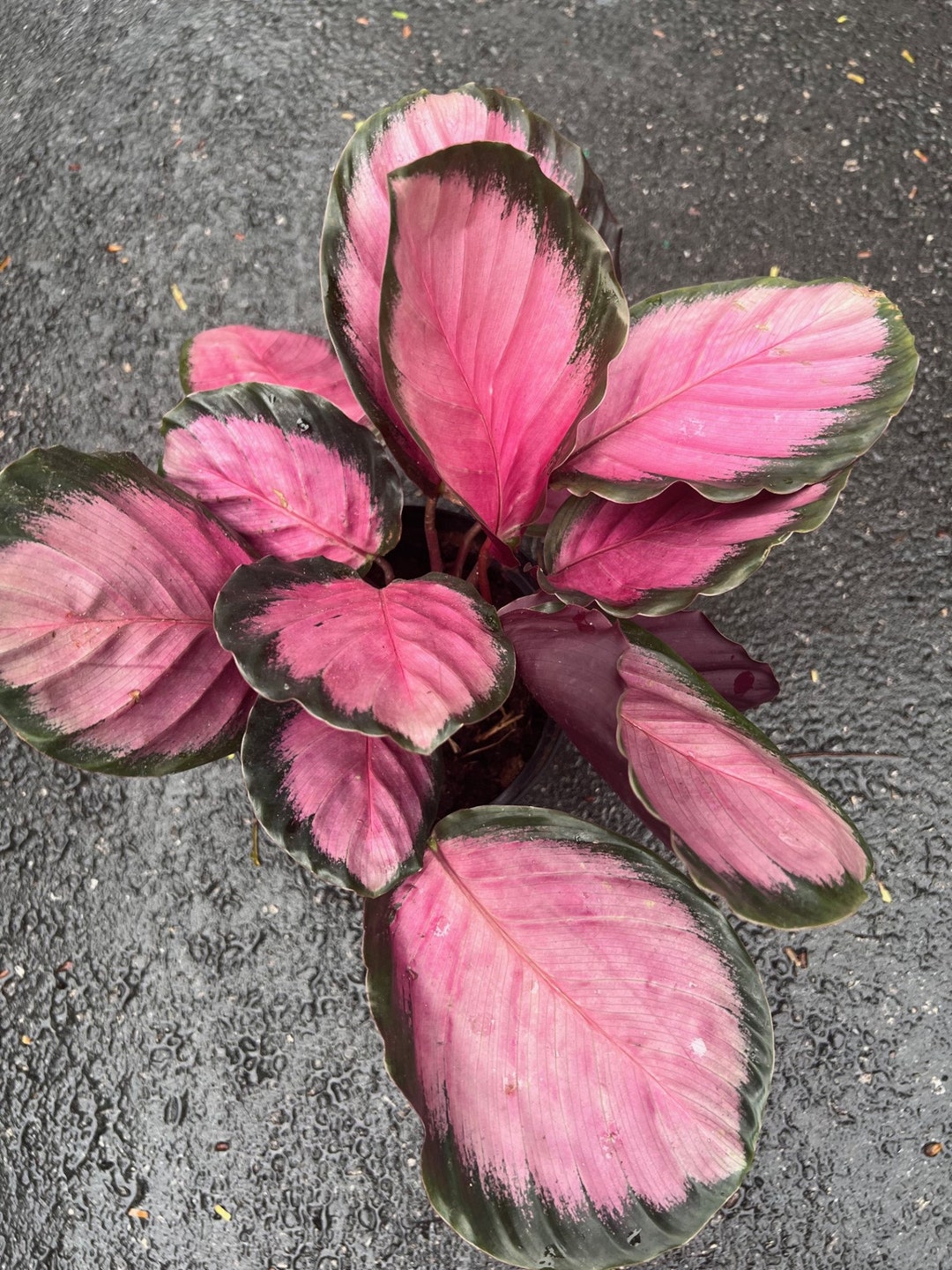 Calathea Pink Star in 6" Pot, Live Plant, Prayer Plant - Etsy