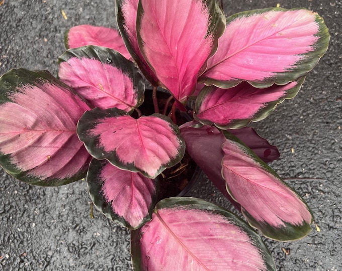 Calathea Picturata Crimson Roseopicta Rosy Purple Hot Pink Plant in Pot ...